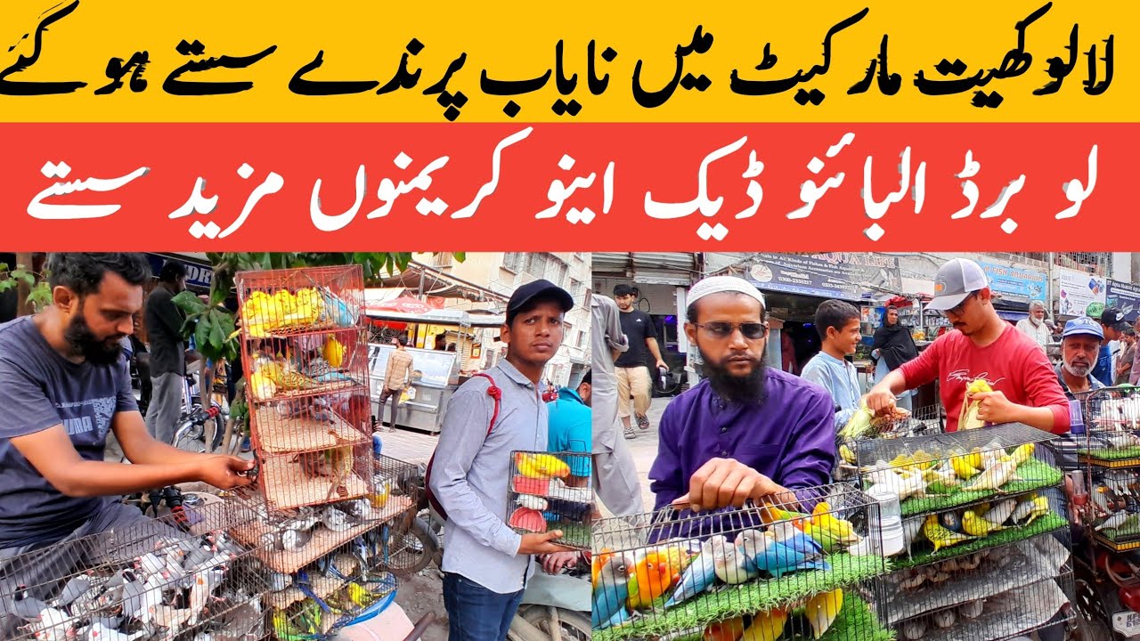 Lalukhet Biggest Birds Market part 2 | 22-sep-2024 | Latest Update ...