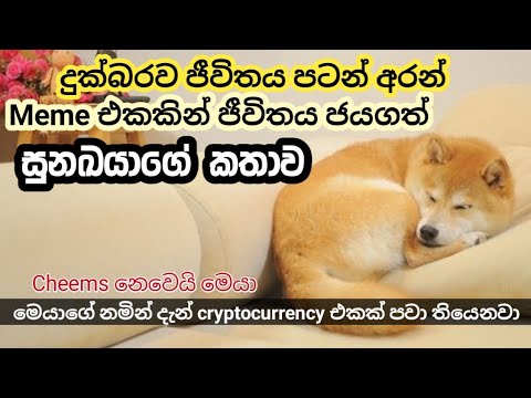දුක්බරව ජීවිතය පටන් අරන් Meme එකකින් ජීවිතය ජයගත් සුනඛයා | Kabuso | The ...