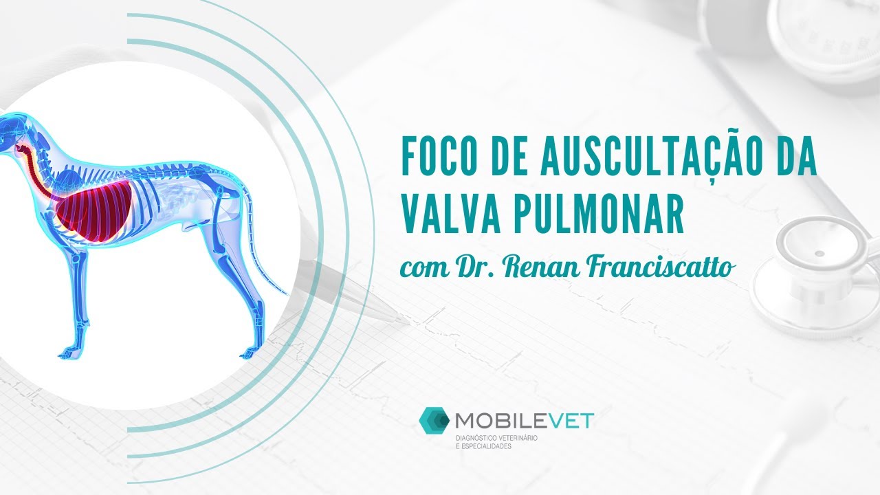 Foco de auscultação da valva pulmonar - medicina veterinária. - YouTube