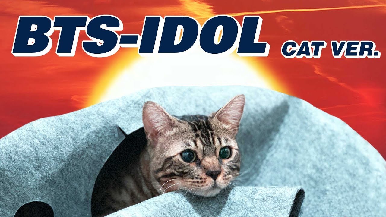 BTS (방탄소년단) 'IDOL' (cat cover) - YouTube