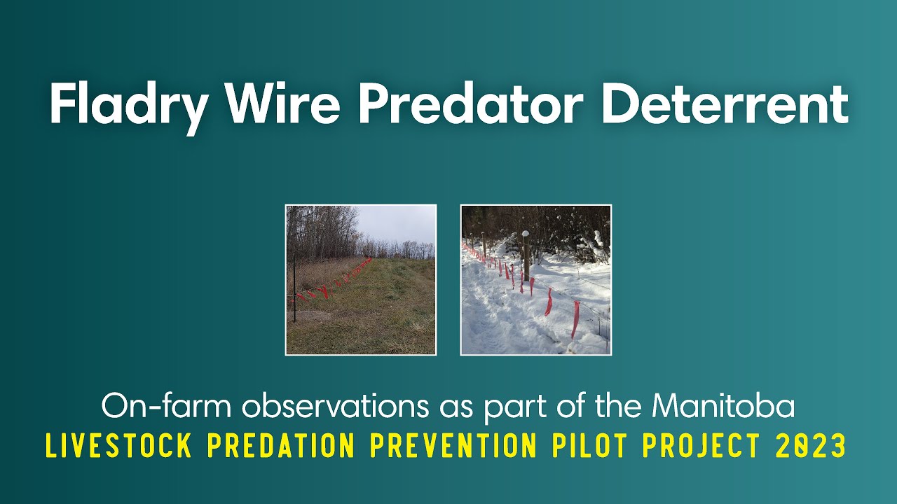 Manitoba Livestock Predation Prevention Pilot Project - Fladry Wire ...