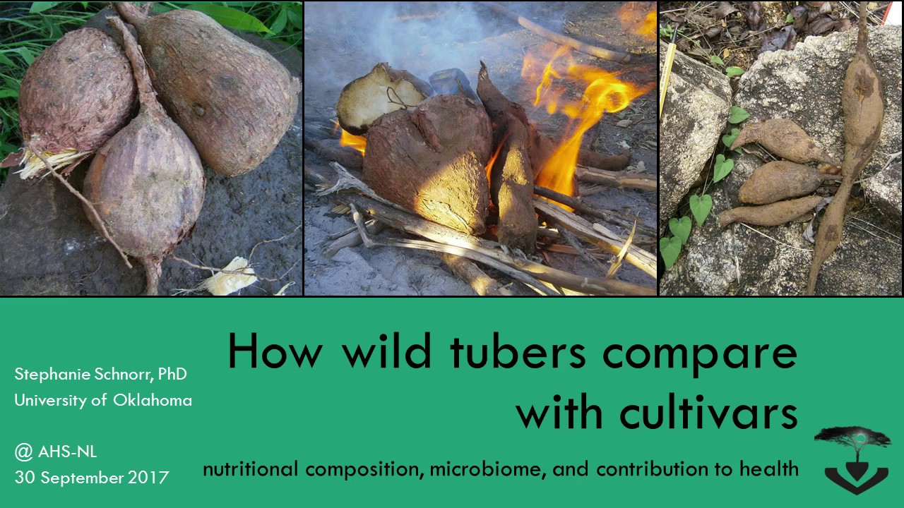 Lezing Stephanie Schnorr How wild tubers compare with cultivars - YouTube
