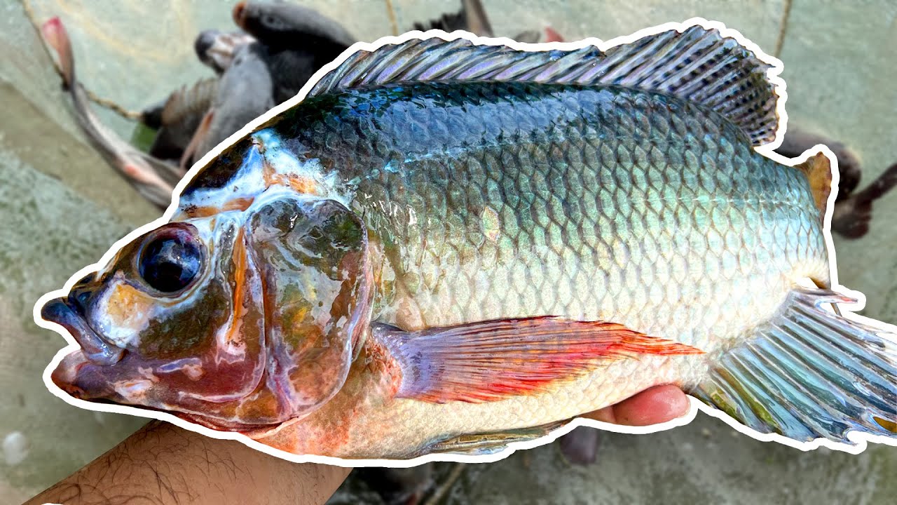 A day of fishing full of fun and excitement, too many fish and all big ...