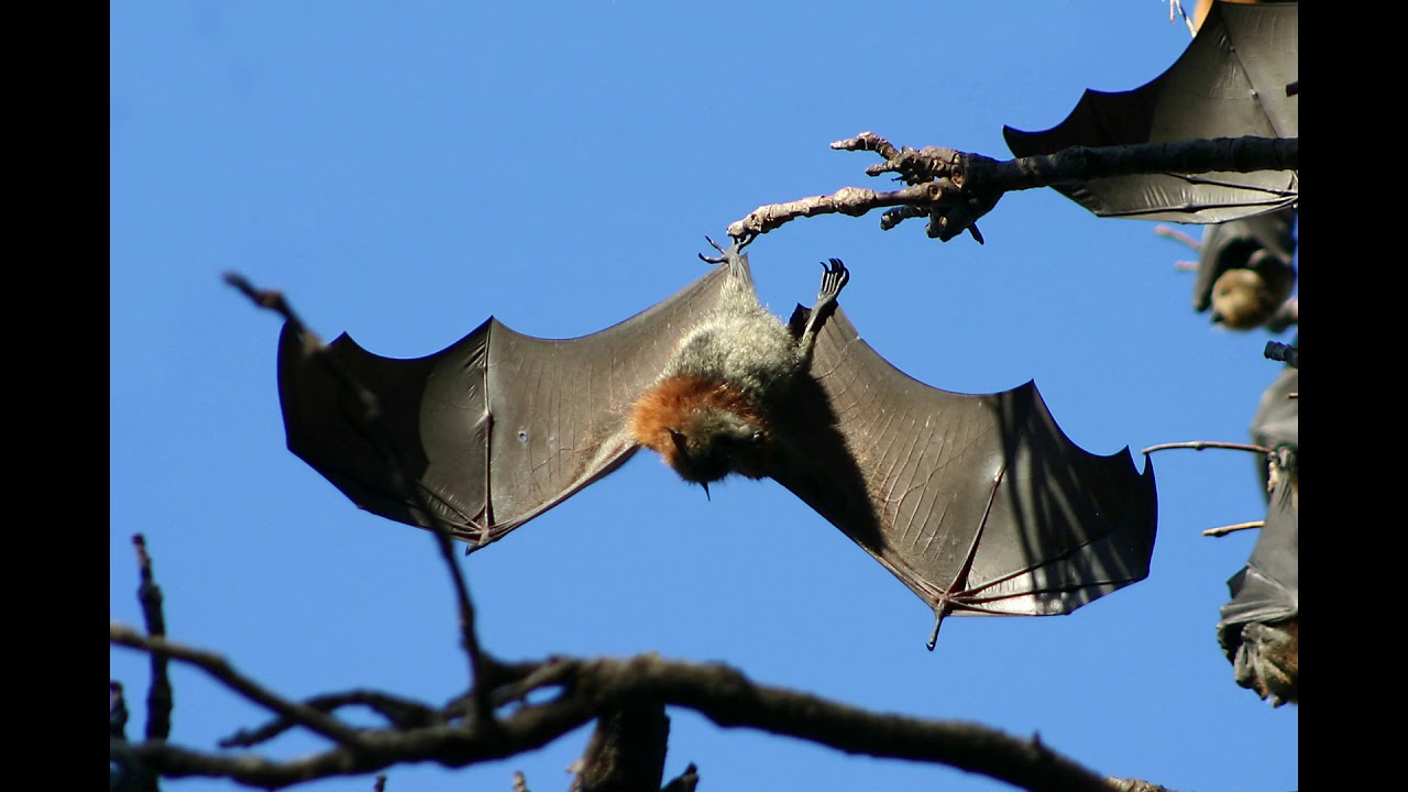 Noisy Australian Grey Flying Foxes - YouTube