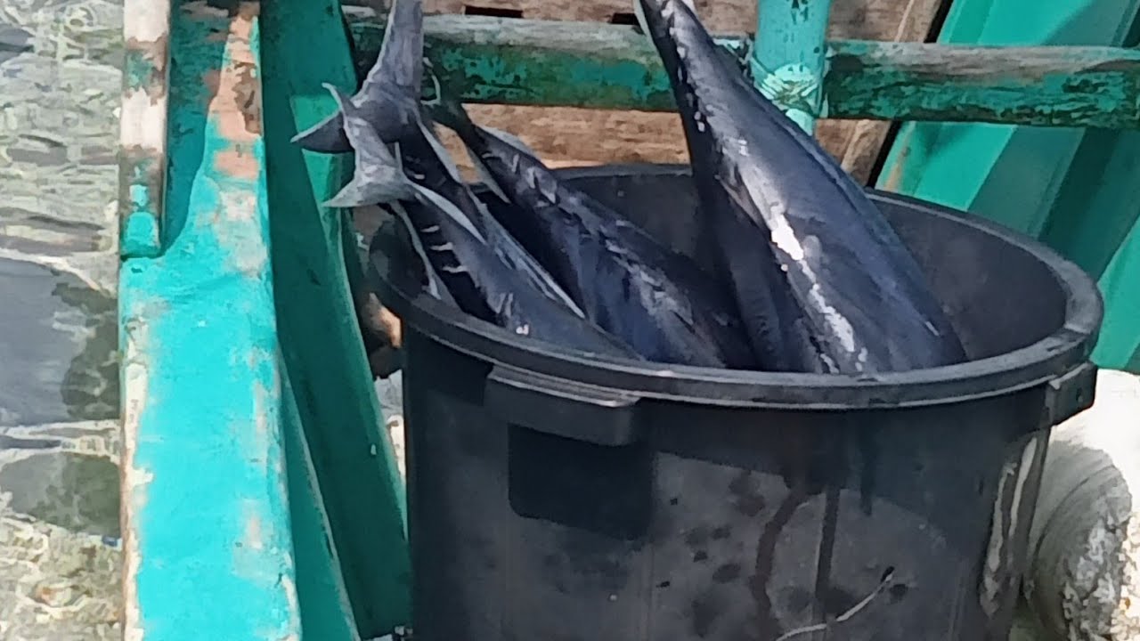 Traditional Fishing (tambakol)(yambo gulyasan) - YouTube