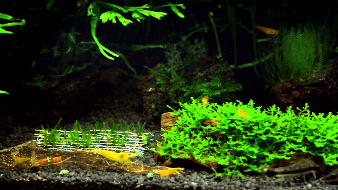 Yellow Neon Shrimp (Neocaridina var. yellow) Biomax feeding - YouTube