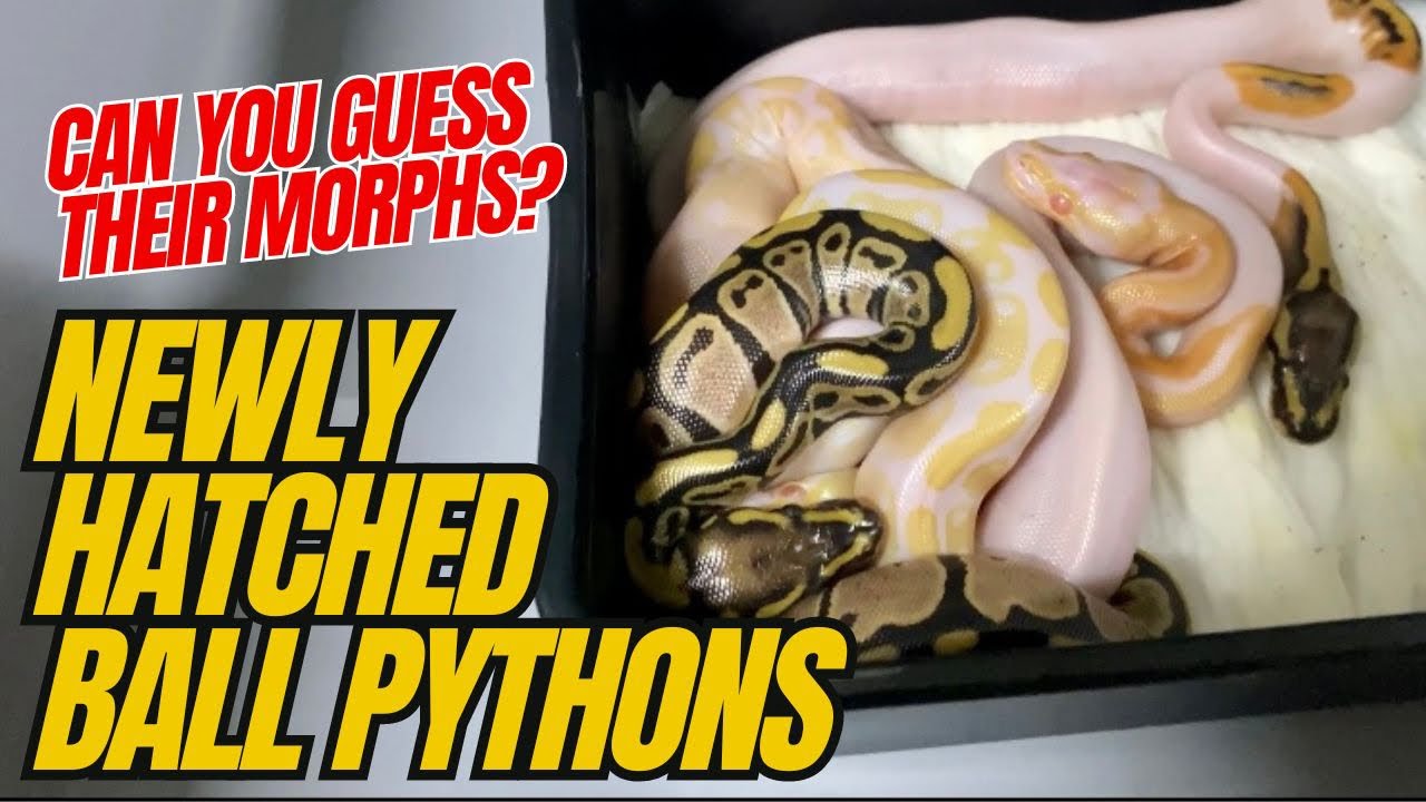 Newly Hatched Ball Pythons | First Clutch - YouTube