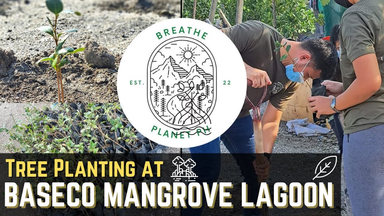 Baseco Mangrove Lagoon Tree Planting | Breathe Planet PH - YouTube