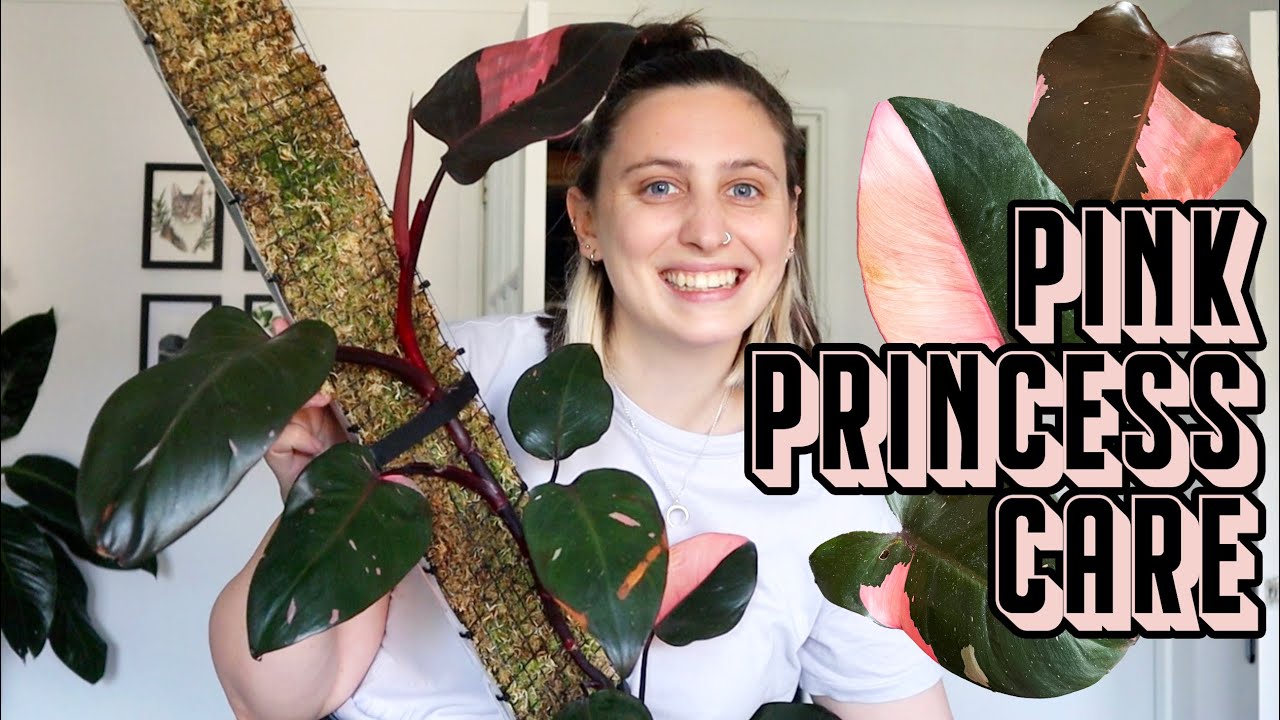 Philodendron Pink Princess Care 💖👸🪴 PPP Tips & Tricks - YouTube
