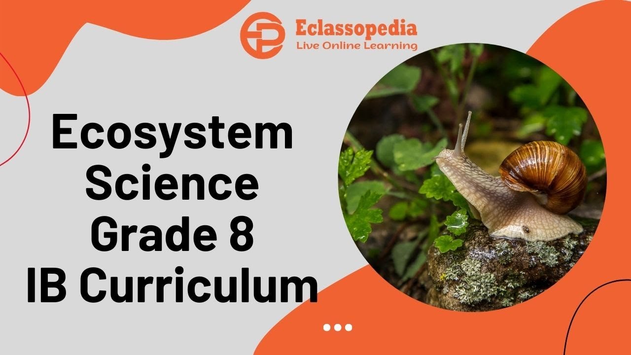 Ecosystem | Science | Grade 8 | IB Curriculum - YouTube