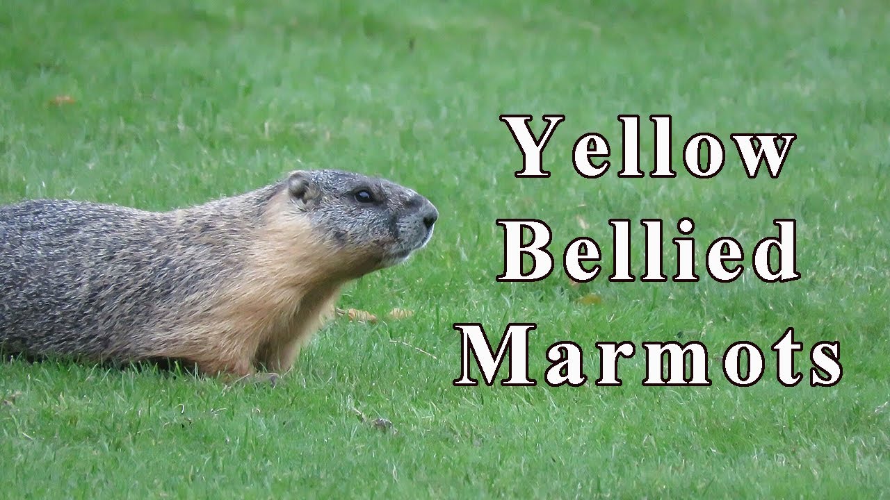 Yellow Bellied Marmot Baby