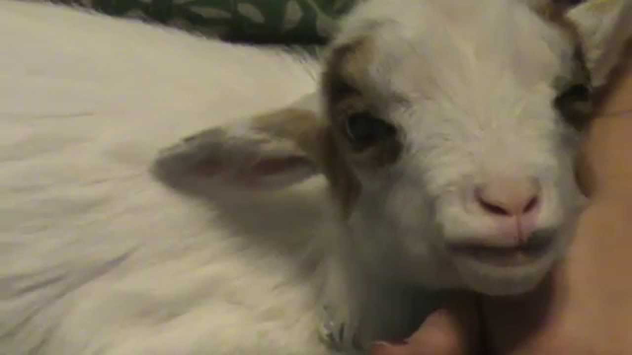 Can Blind Goat Stay in Neligh, Nebraska? - YouTube