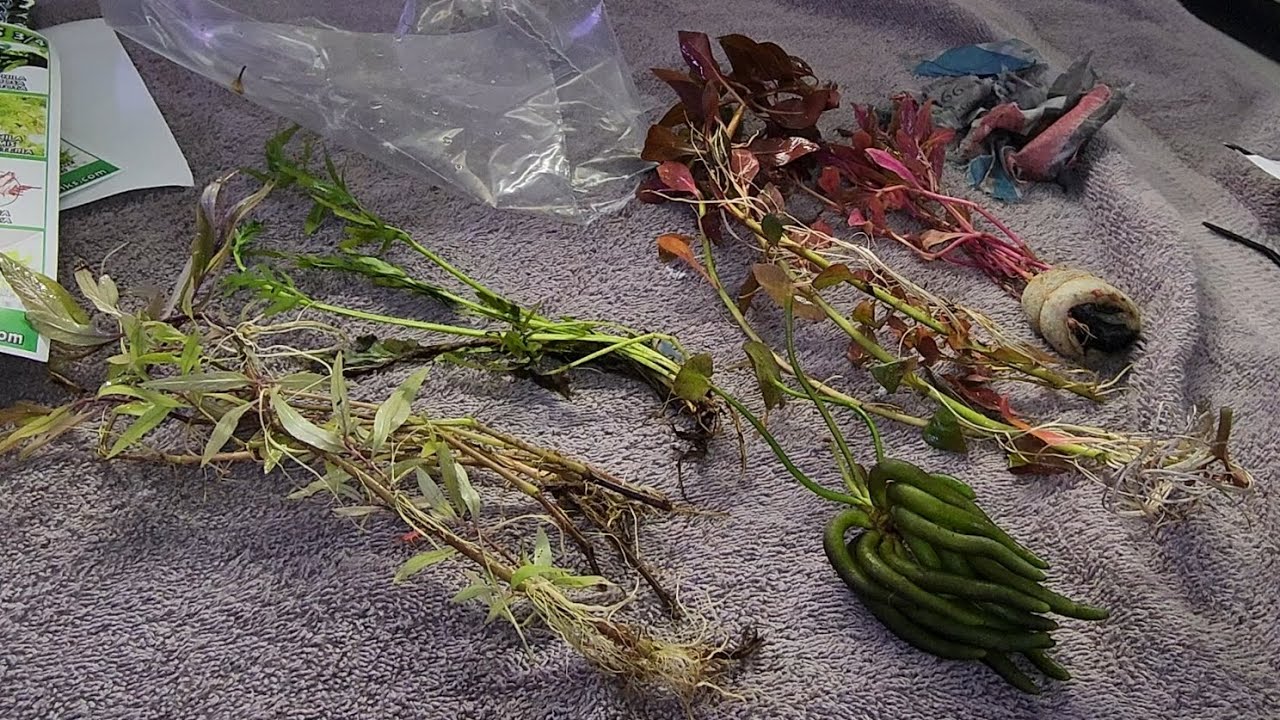 UNBOXING Dustin's Fish Tanks "Beautiful Plants Combo 4 For $19.95!" # ...