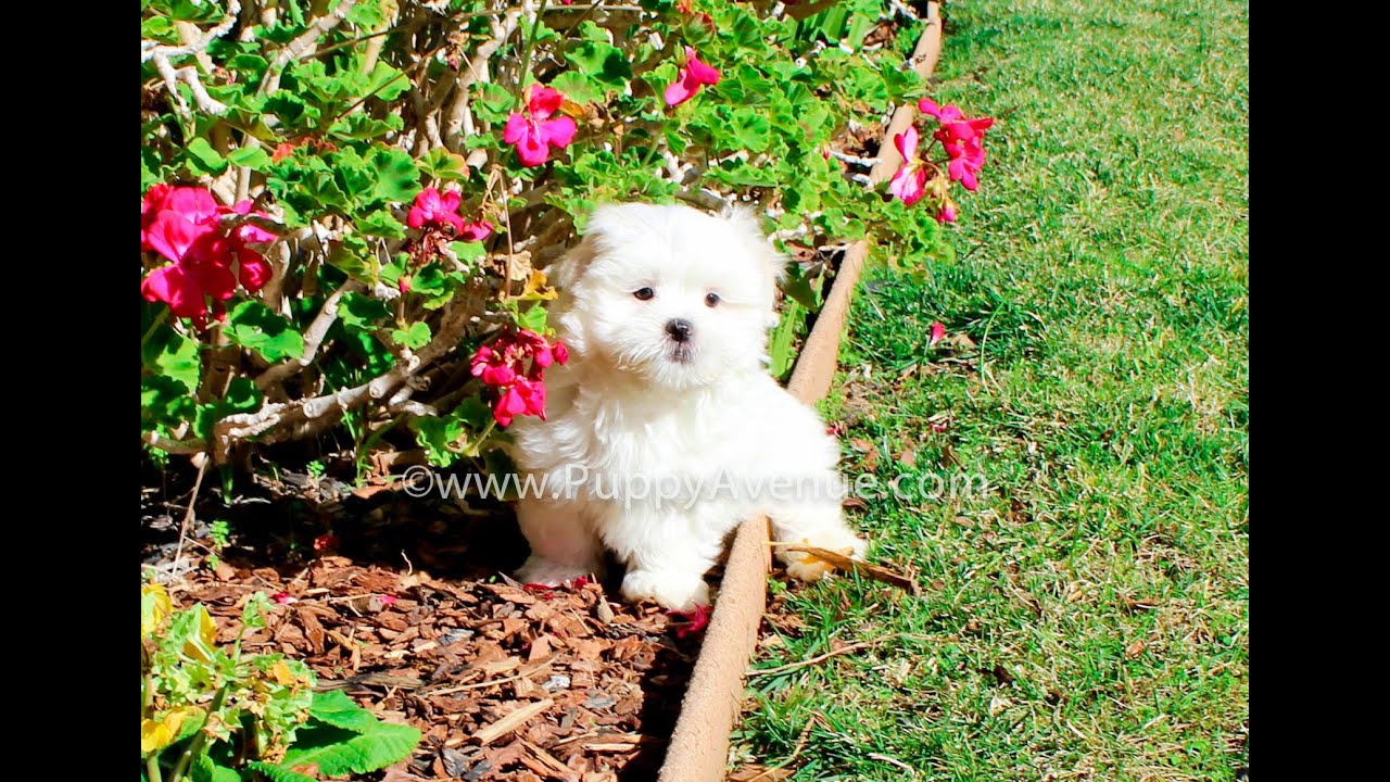 Tito the cutest Teddybear Mal-Shi Puppy For Sale in San Diego, CA - YouTube