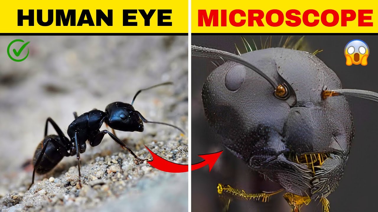 Common Things Under Microscope Part-1 | Fortunate Facts - YouTube