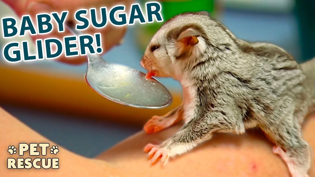 Dog Rescues Tiny Orphaned Sugar Glider! - YouTube
