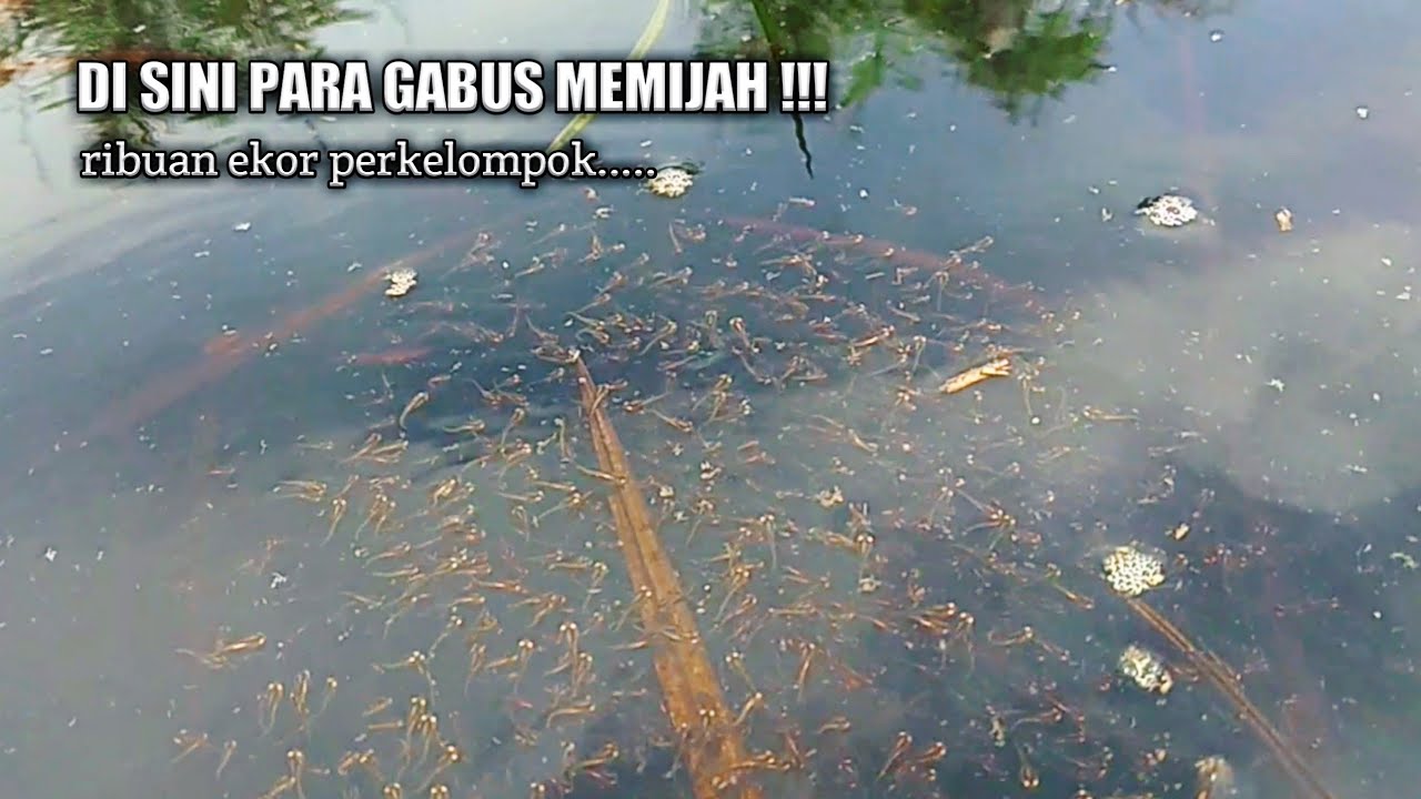 benih ikan gabus baru menetas di alam liar - YouTube