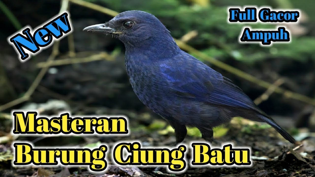 Sound . Suara Pikat Burung Ciung Batu Full Gacor . 🔊 - YouTube