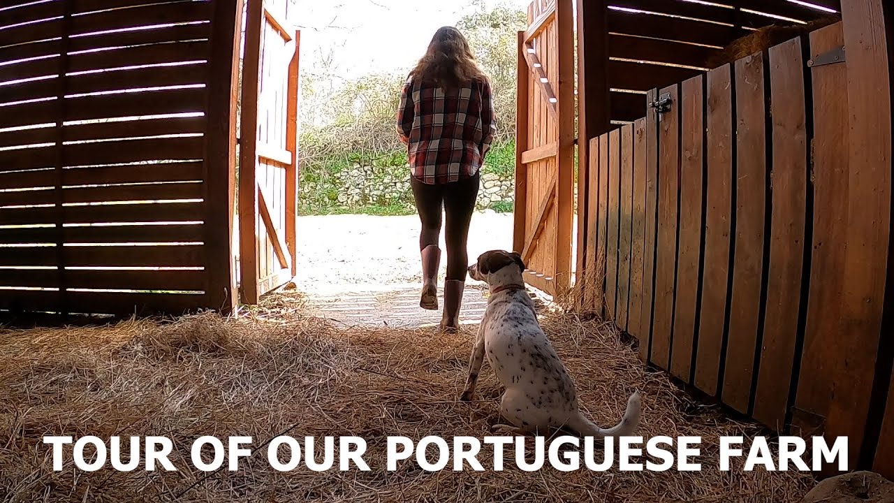 TOUR OF OUR PORTUGUESE FARM - HOMESTEAD IN FUNDAO CENTRAL PORTUGAL ...