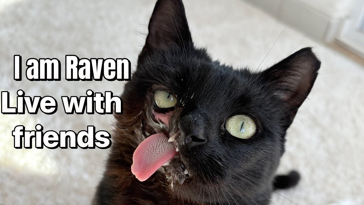 I am Raven is live - YouTube