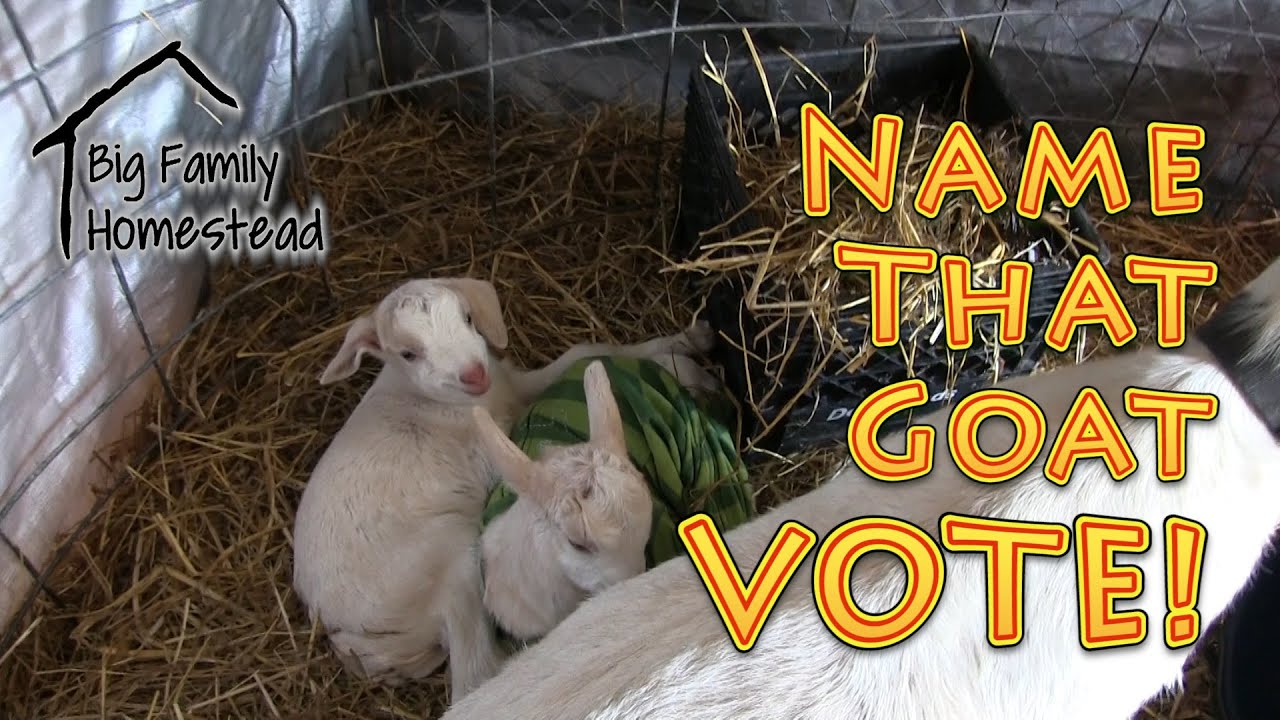 Name That Goat VOTE on the Big Family Homestead - YouTube