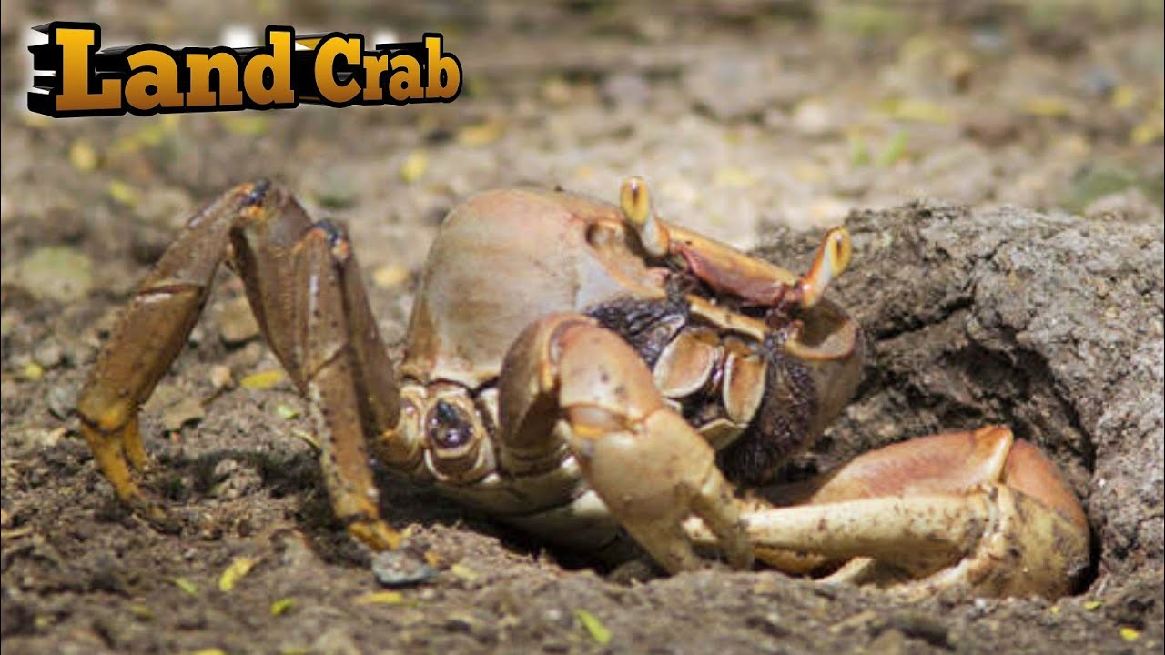 e304 - Kuray Land Crabs Hunting - YouTube