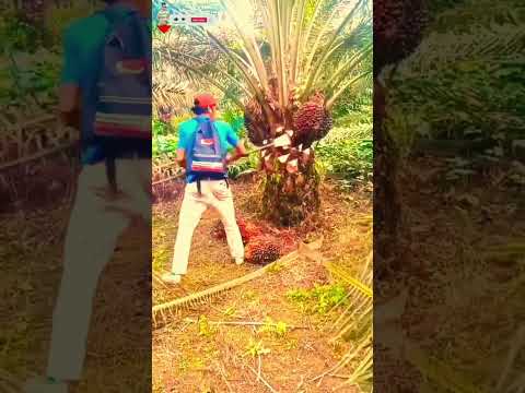#malaysia #palm #oilpalm #work #palmplantation #tropicaltree #malaysia2023 #oilpalmplantation new