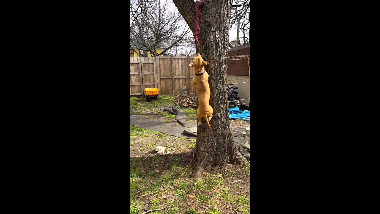 Pit Bull Climbing A Tree - YouTube