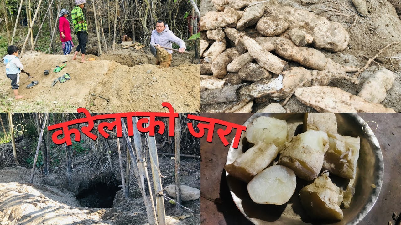 Traditional scose root digging in Nepal#karelako jara /Jarela khanne ...
