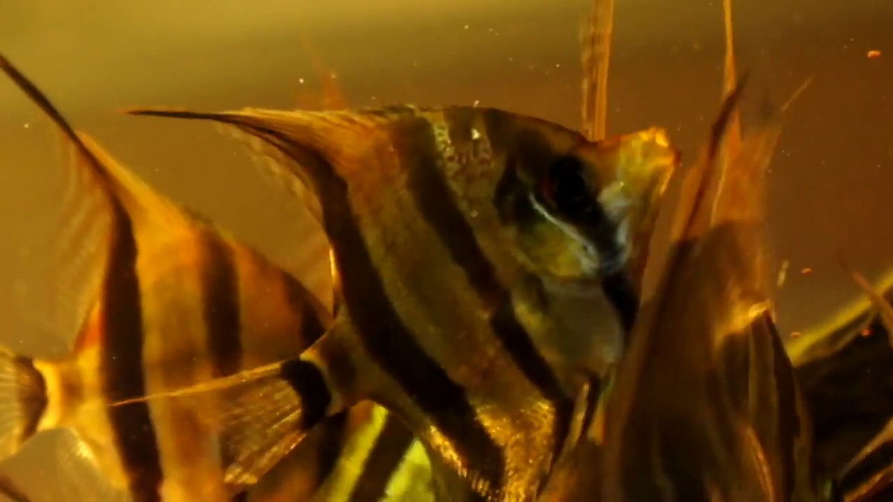 Pterophyllum altum Atabapo wild - YouTube