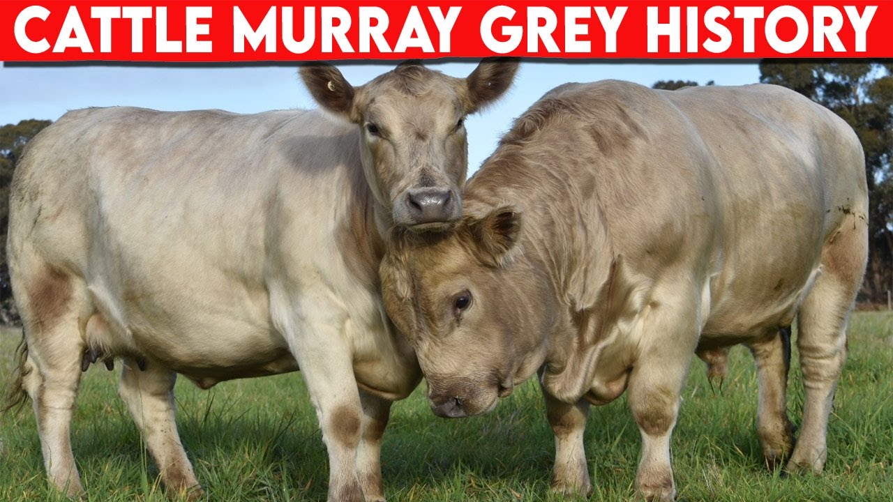 ⭕ Cattle Breeds Murray Grey HISTORY Cattle MURRAY GREY / Bulls MURRAY ...