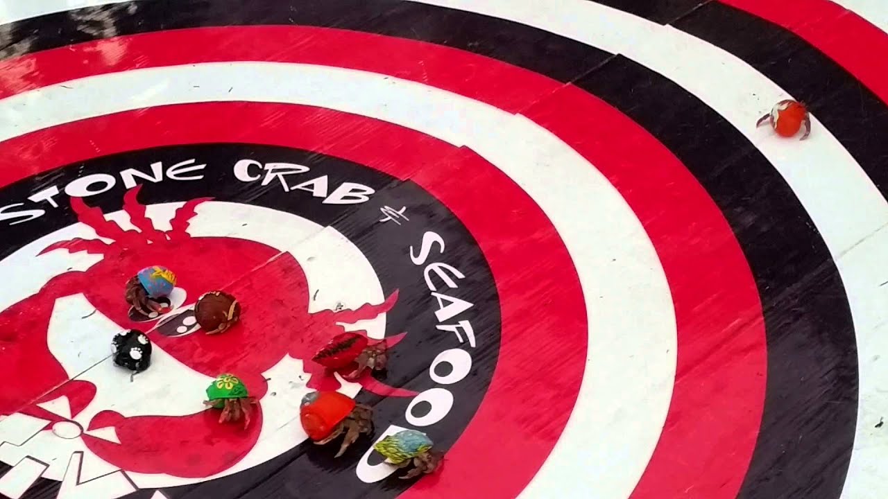 Hermit crab race :) - YouTube