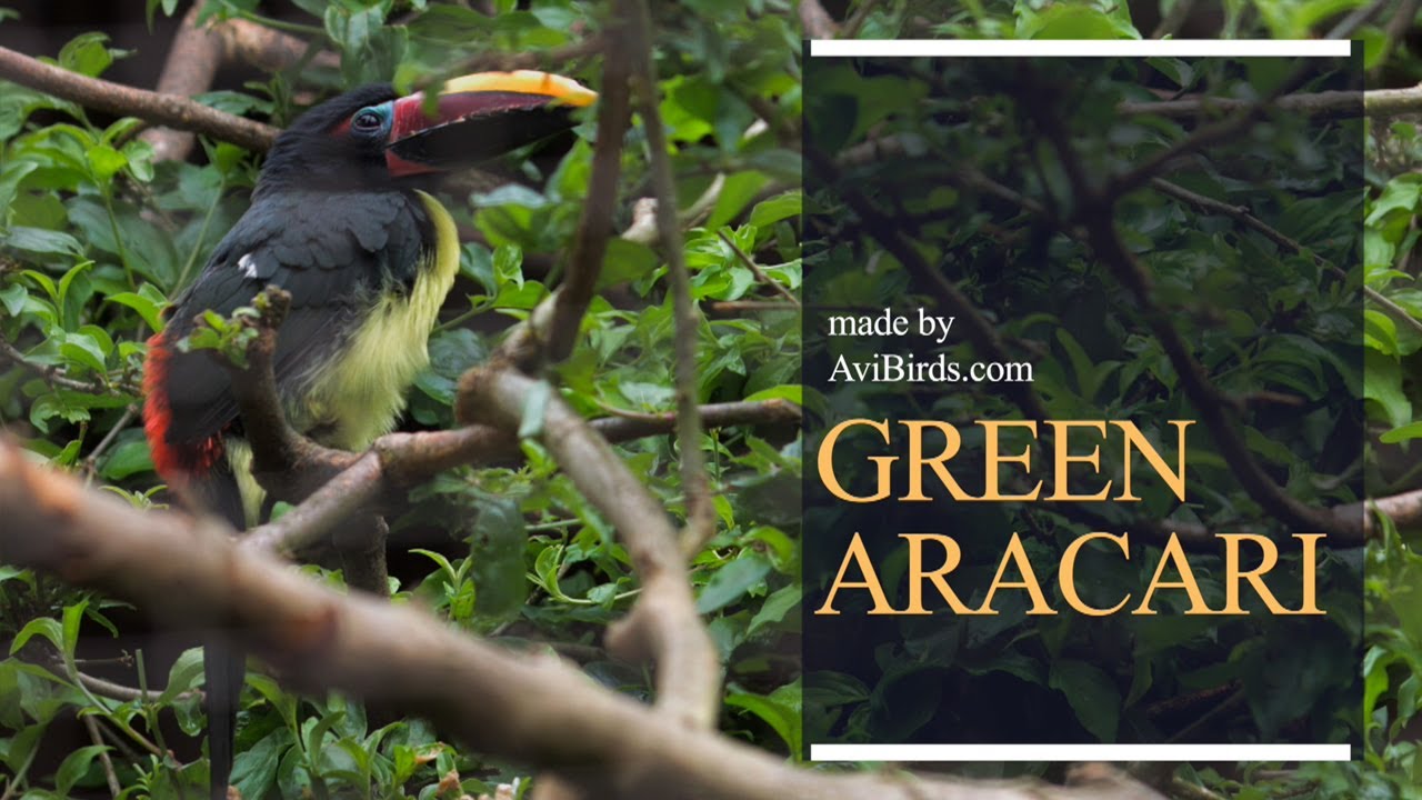 Green Aracari