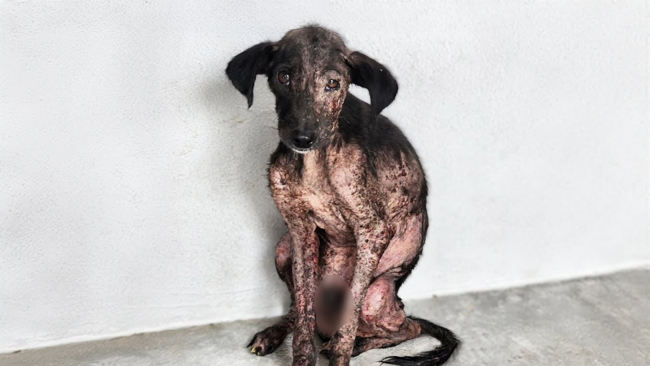 Scalded with boiling water, the mangy dog continuous wait for his owner ...