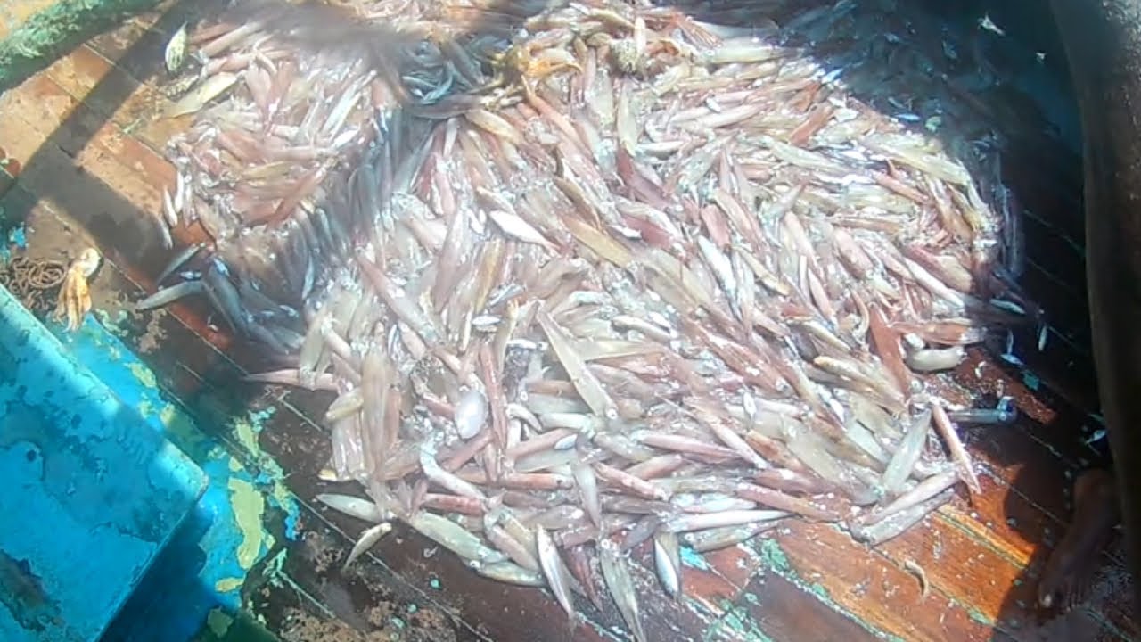 TRAWL NET FISHING VIDEOS l SQUID FISHING , COUNTING AND GROUPING - YouTube