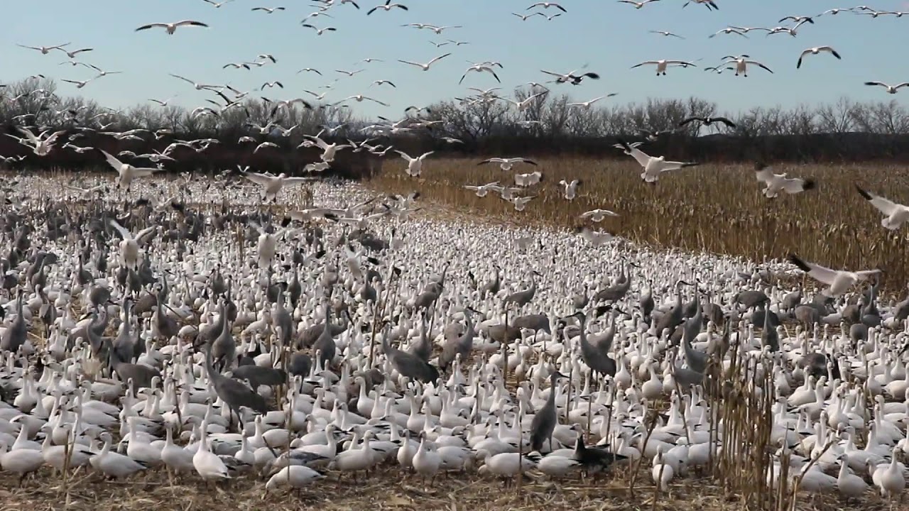 Snow Geese and Cranes Feeding - YouTube