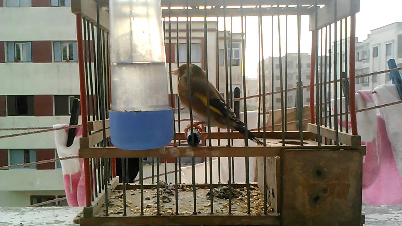 طائر حسون قوي رغم أنه لم يصفي تغريده Bird Hassoun strong although - YouTube