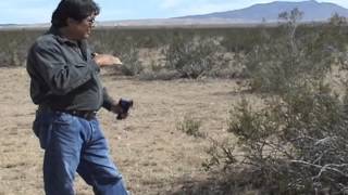 Creosote Bush