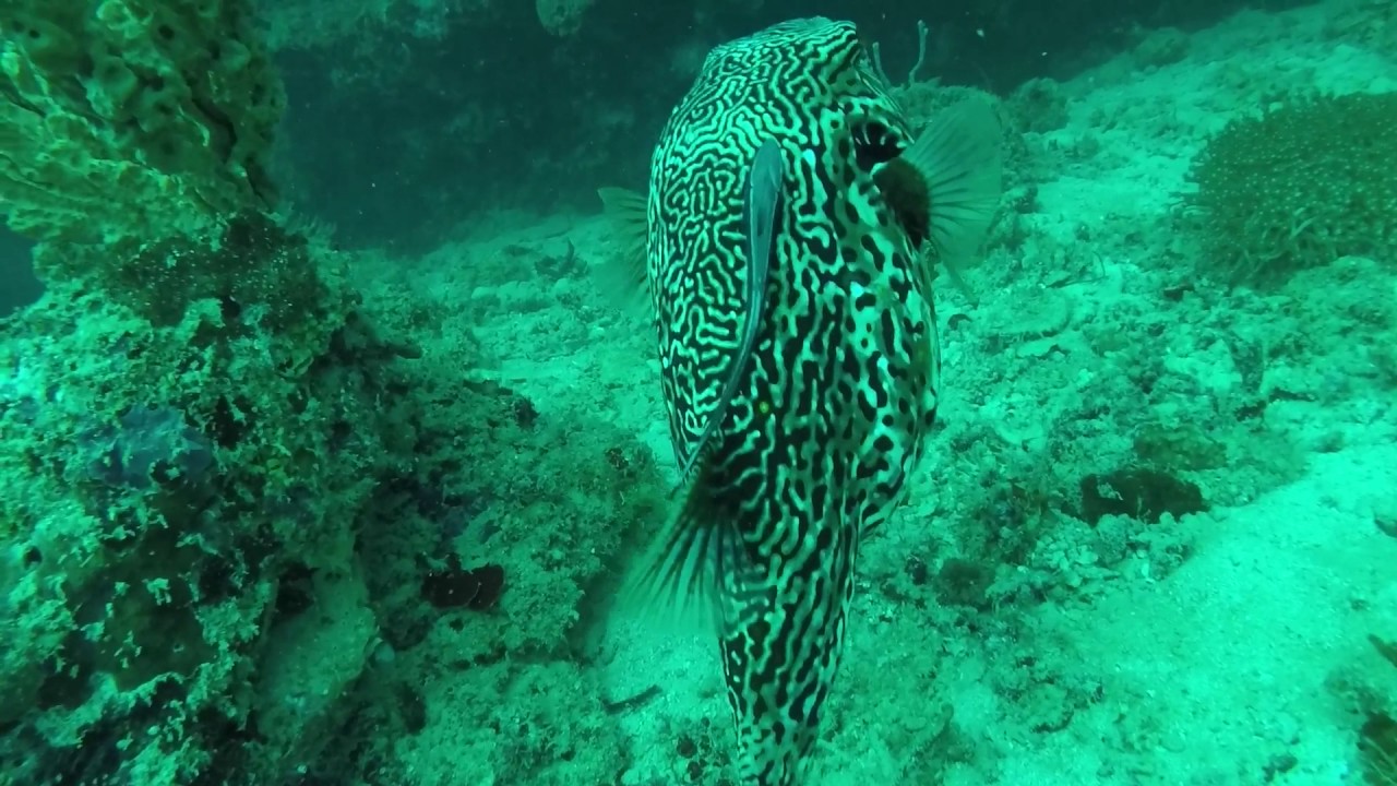 Angry clownfish and lazy pufferfish - YouTube