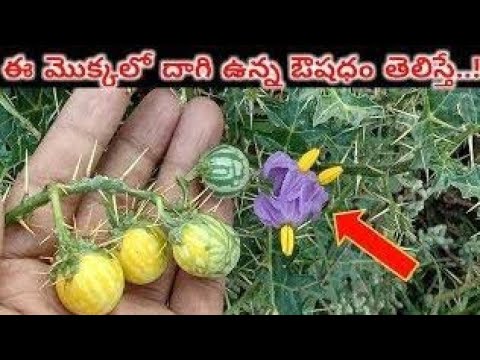 Vagudu chettu||nela mulaka||నేల వాగుడు గురించి తెలుసుకుందాం - YouTube