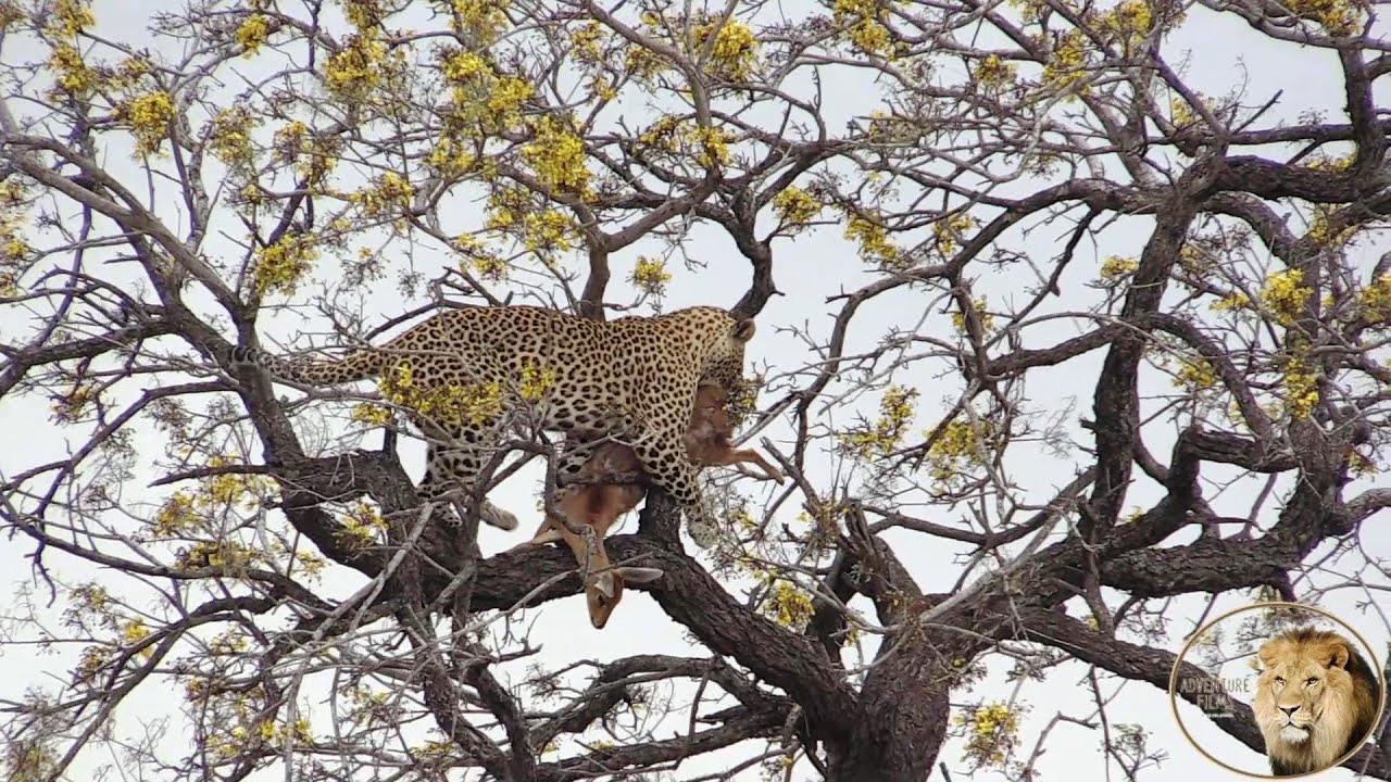 To Leopard Drag Prey Tree