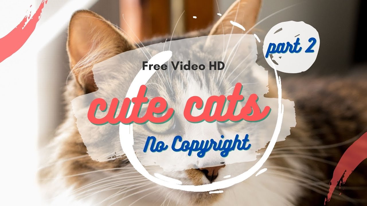 #Cat #animals #freestockfootage Cats | Free hd video | No copyright ...