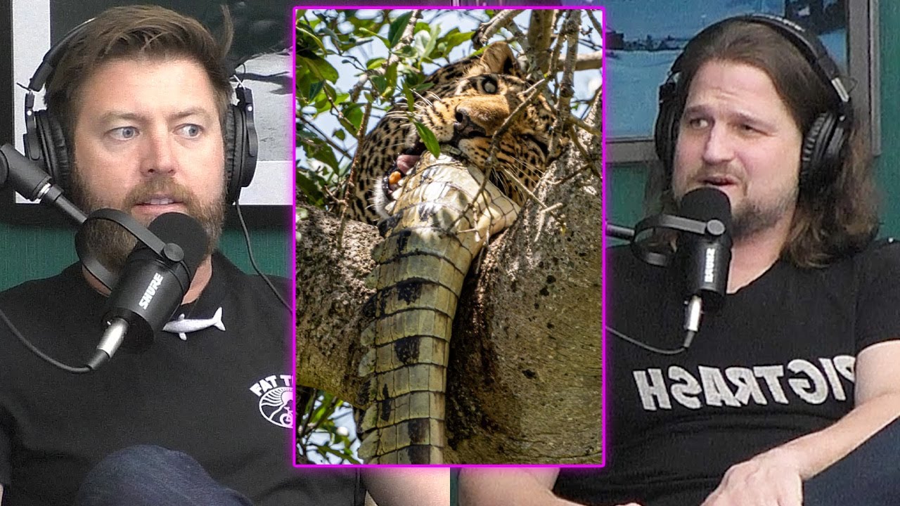 Wildlife Expert Reviews Photos of Leopard Eating Crocodile in a Tree ...