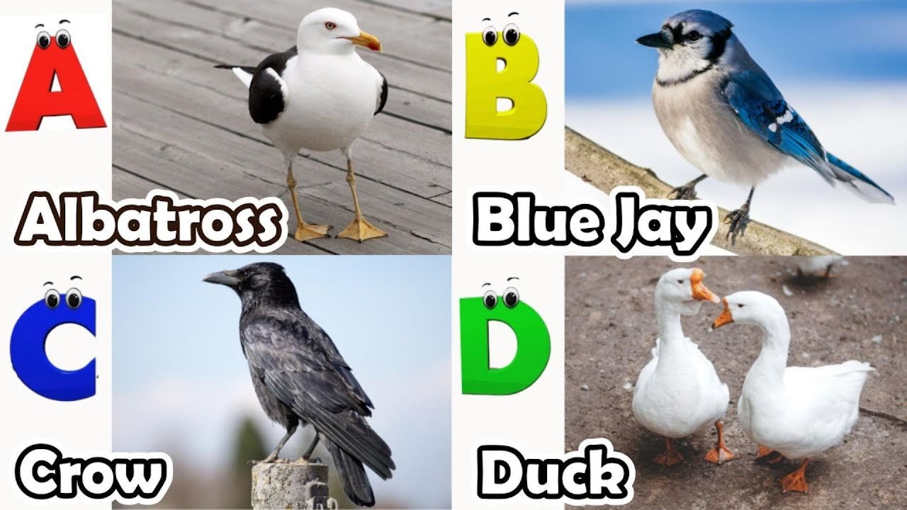 ABC Birds Song | Real Animals Song | Learn English, Alphabets and ...