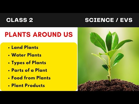 Plants | Types of Plants | Plant Products | Class 2 | SCIENCE | EVS ...