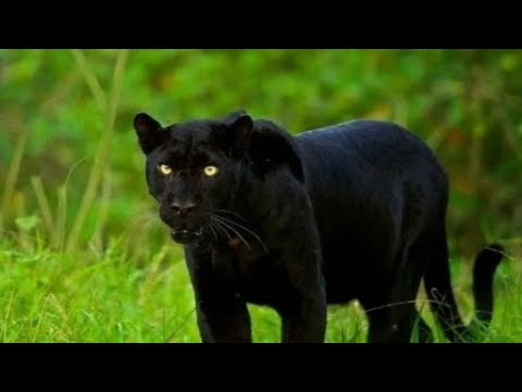 Ultimate Panther Simulator Part 2 - YouTube
