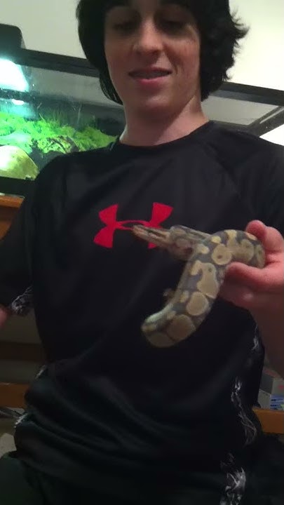 Aggressive Ghost Ball Python - YouTube