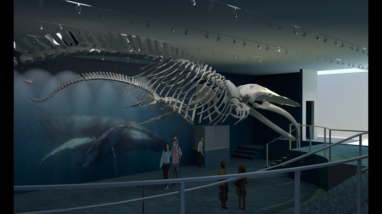 Humpback Whale Skeleton-Maine State Museum Exhibit - YouTube