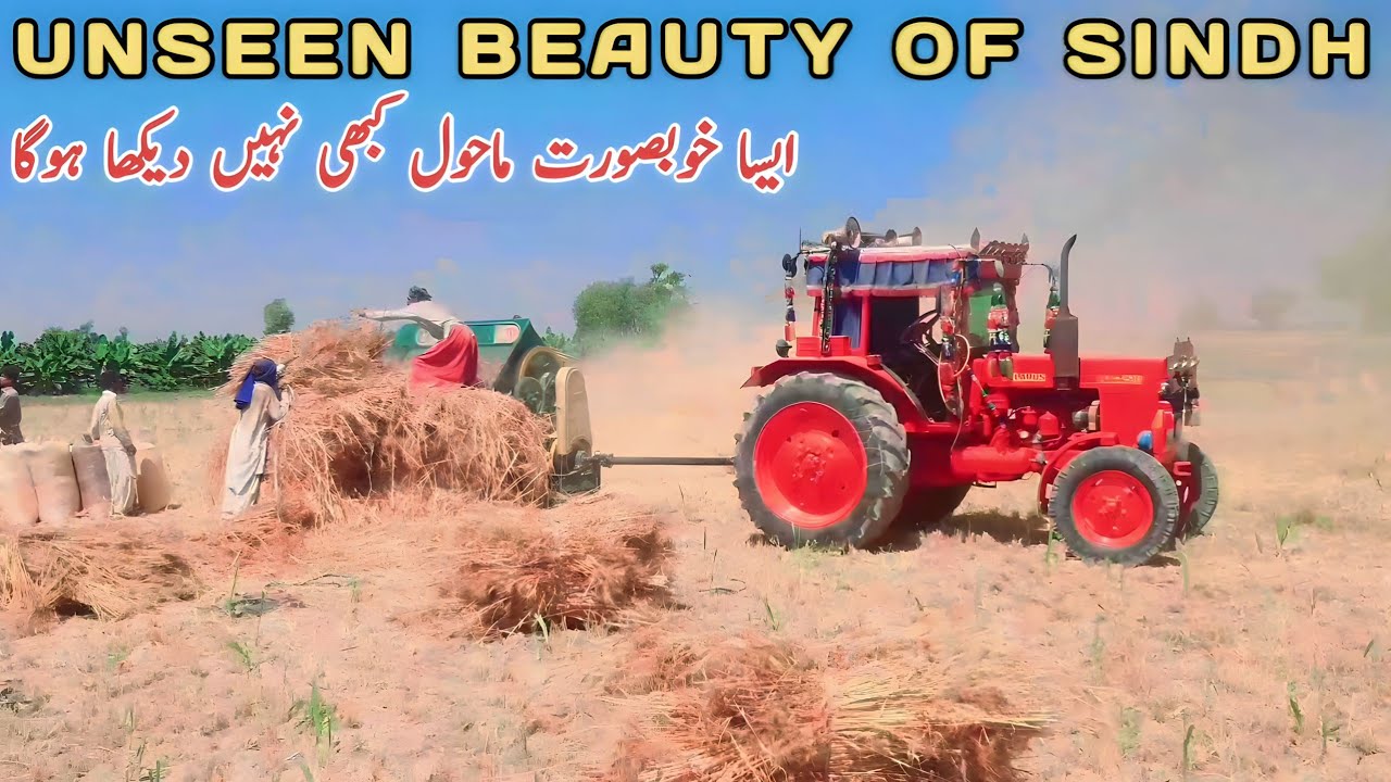 UNSEEN BEAUTY OF SINDH | گندم کی تھریشر | Mere Khet Mein | Sindhi ...