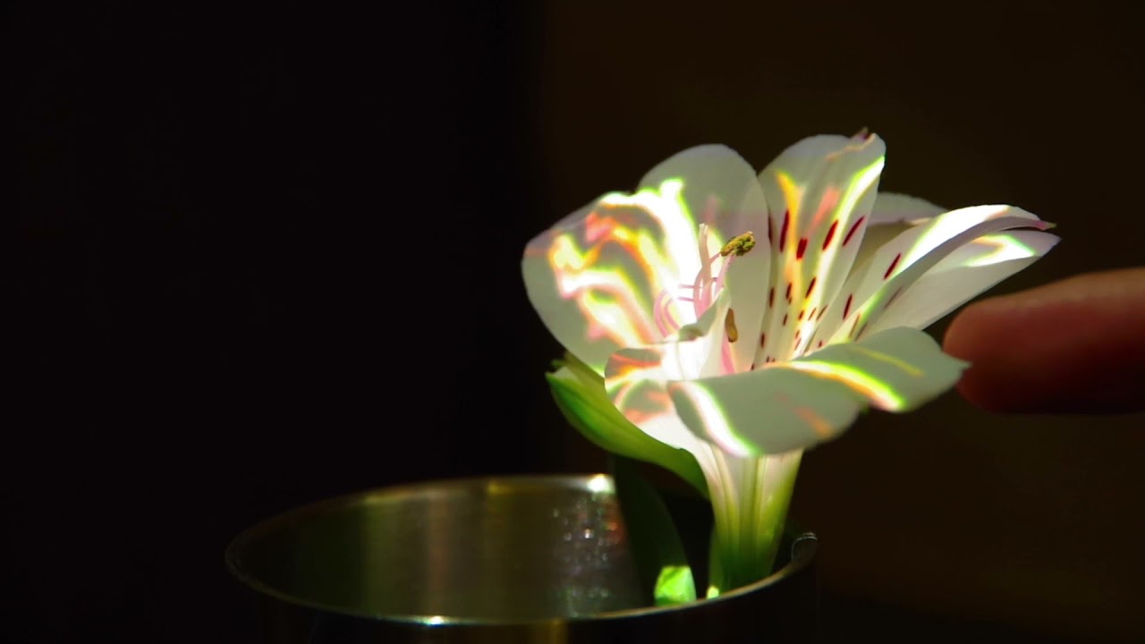 Projection Mapping for White Flower - YouTube
